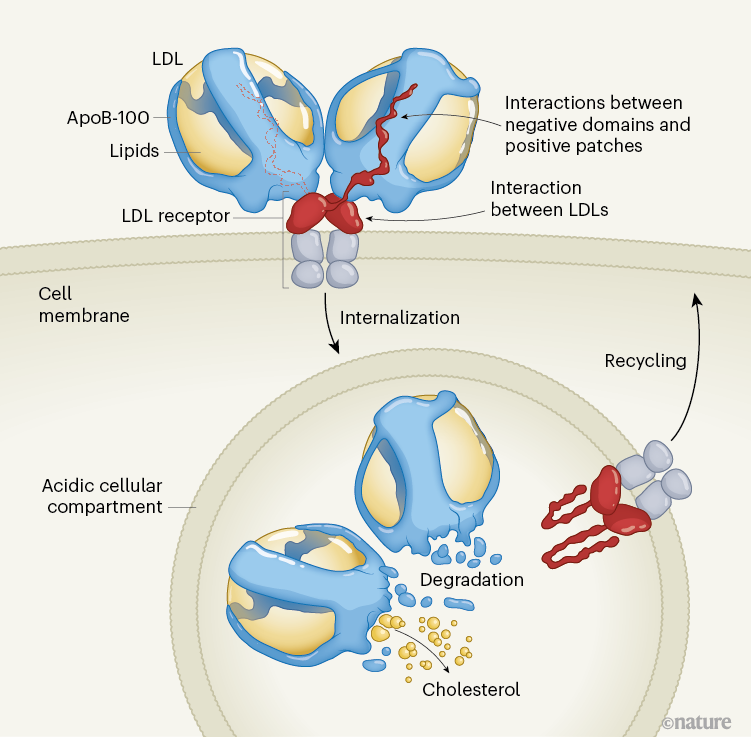 The structure of bad cholesterol comes into focus