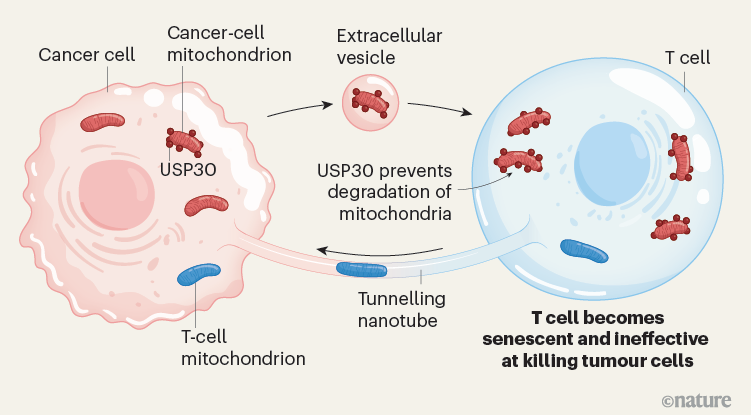 Mitochondrial swap from cancer to immune cells thwarts anti-tumour defences