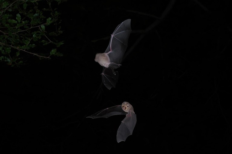 Bats on film: scientific storytelling from a recovering academic