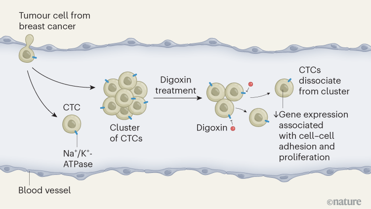 Breaking up clusters of circulating tumour cells to halt cancer spread