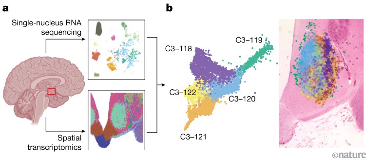 An atlas of cells in the human brain’s control hub