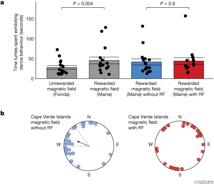 Sea turtles use magnetic ‘map’ and ‘compass’ to navigate the ocean