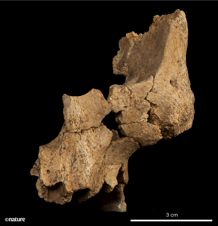 An archaic European face more than one million years old