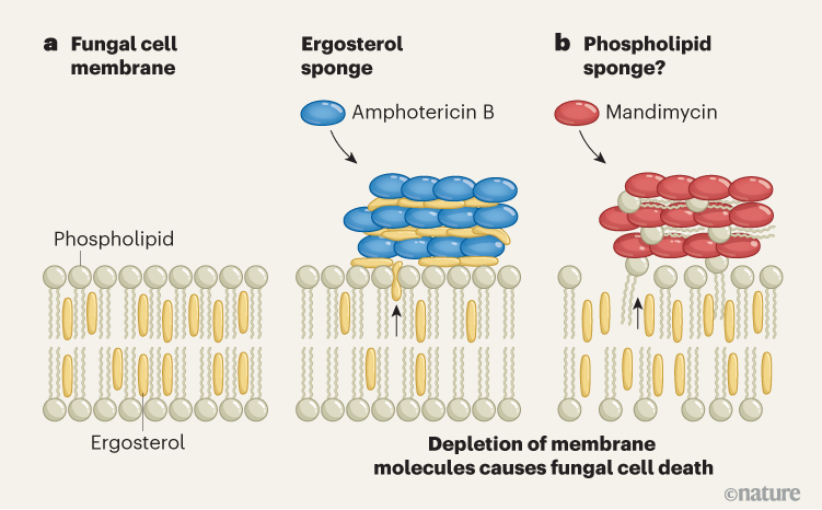 New antifungal breaks the mould