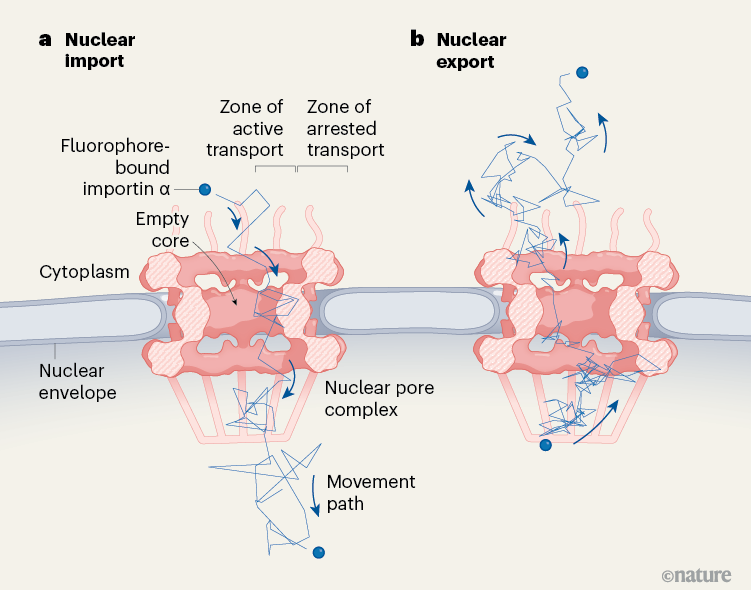 Live-cell super-resolution microscopy reveals how molecules enter and ...
