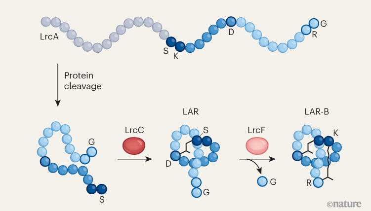 Lasso-shaped molecule is a new type of broad-spectrum antibiotic