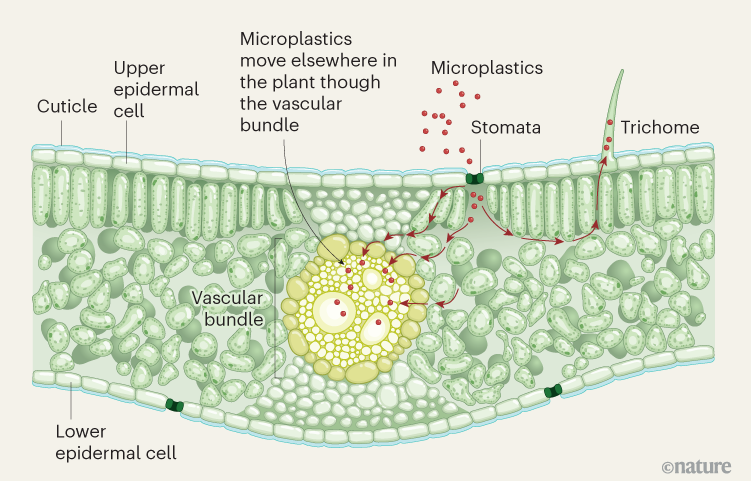 Airborne microplastics enter plant leaves and end up in our food