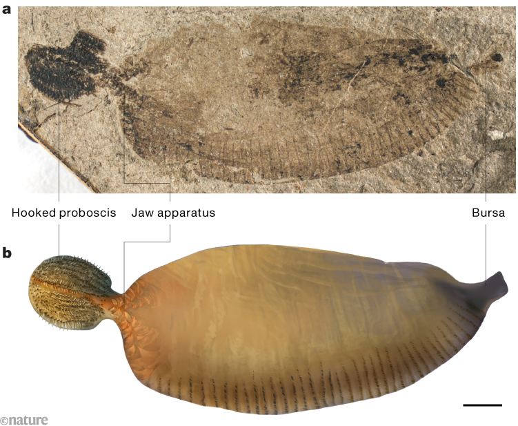 Jurassic fossil reveals the origin of parasitic thorny-headed worms