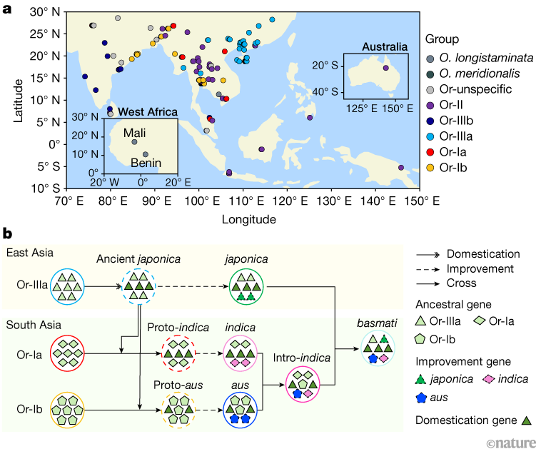 Unlocking the diversity of wild and domesticated rice