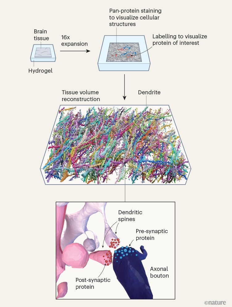 Brain tissue artificially expanded to show how neurons wire together