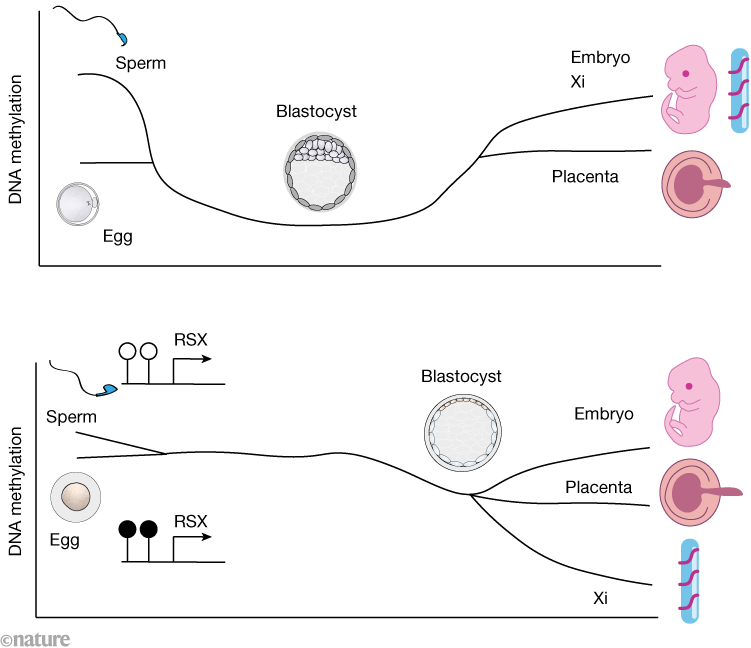 Marsupial embryos lack the epigenetic reset seen in placental mammals
