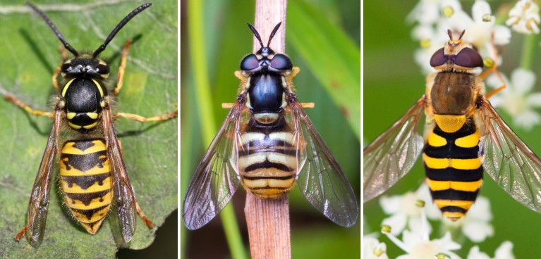 3D printing offers a way to study mimicry by insects