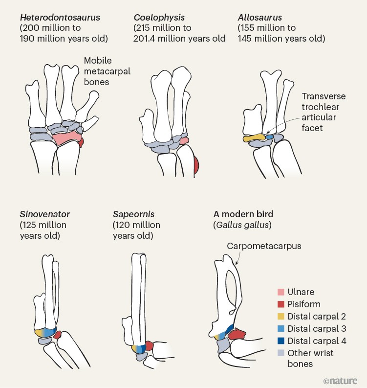 The curious case of how bird wrists evolved