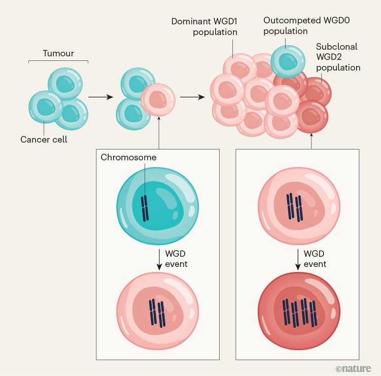 Genome doubling fuels ovarian cancer evolution and immune dysregulation