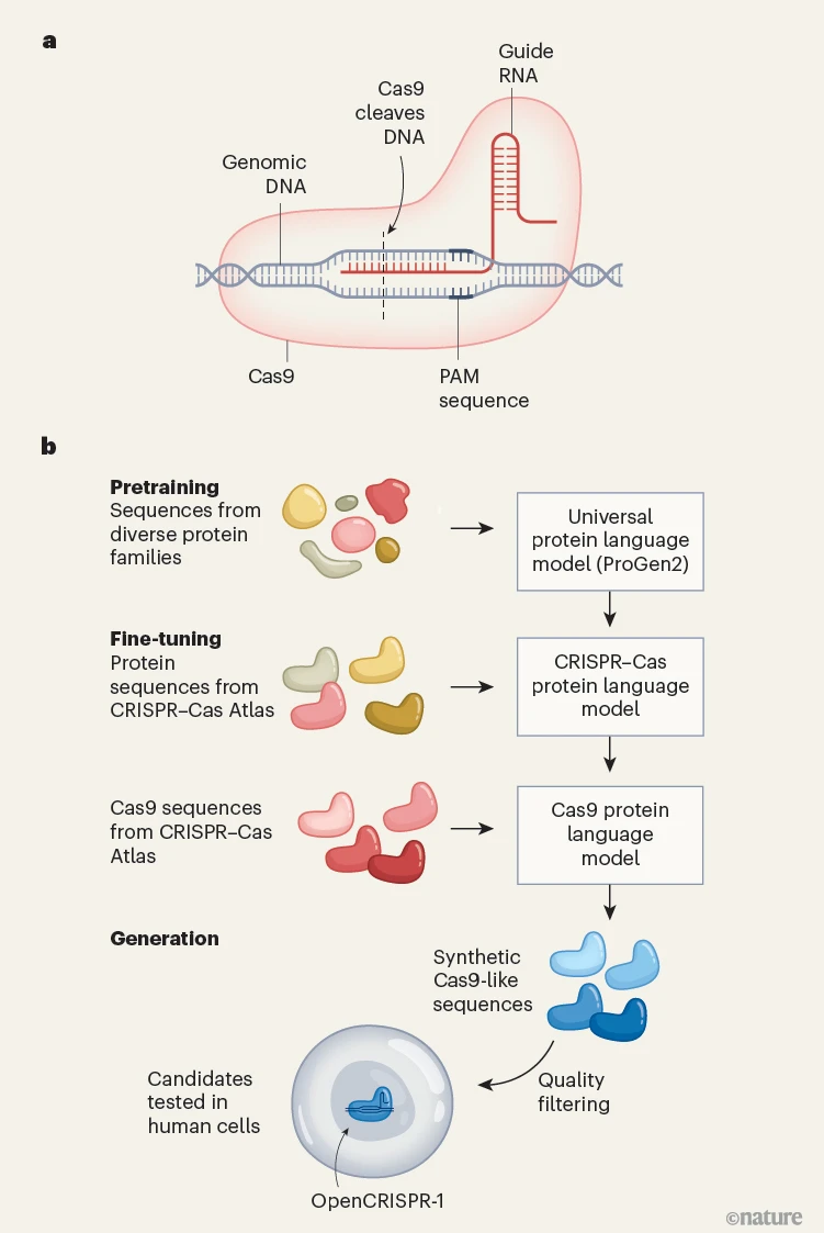 [20250801更新] 大規模言語モデルを介して, 広大なCRISPR-Cas Atlasを構築し, SpCas9を超える高機能な"OpenCRISPR-1"を生成 : crisp_bio