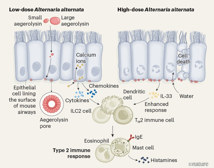 Allergy-triggering proteins share a common characteristic