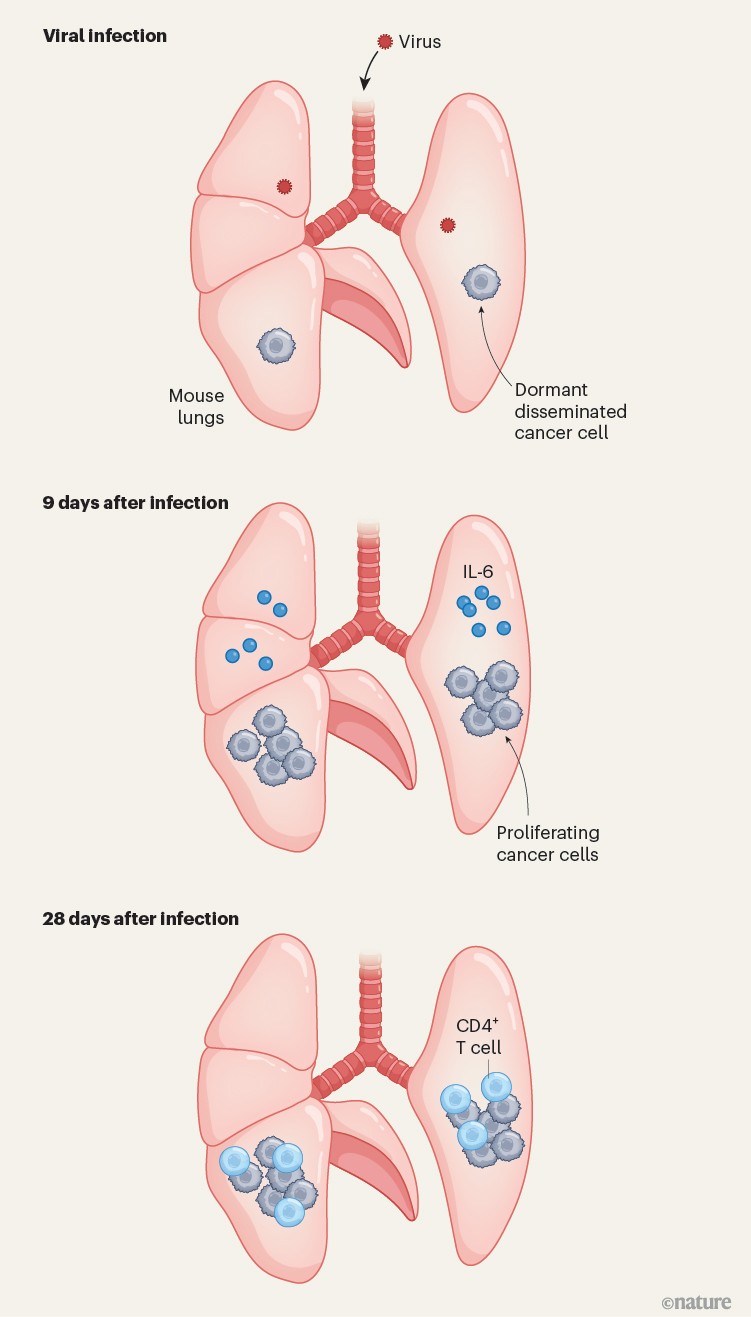 Inflammation during viral infection can rouse dormant cancer cells