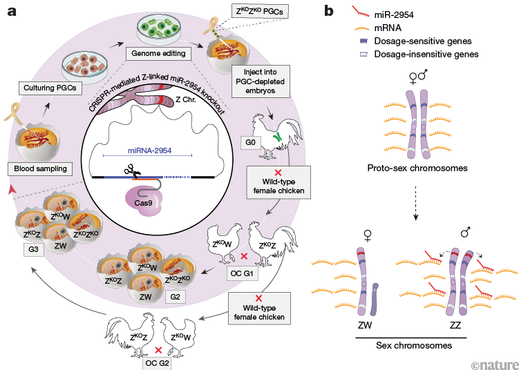 Birds use a tiny RNA fragment to balance sex chromosomes