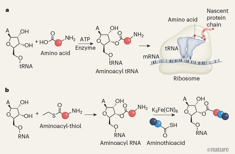Origins of life: the molecules that could have unlocked peptide synthesis