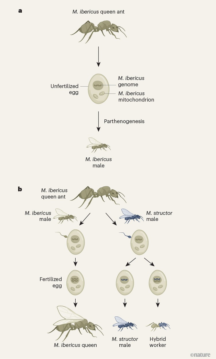Ant queens produce sons of two distinct species