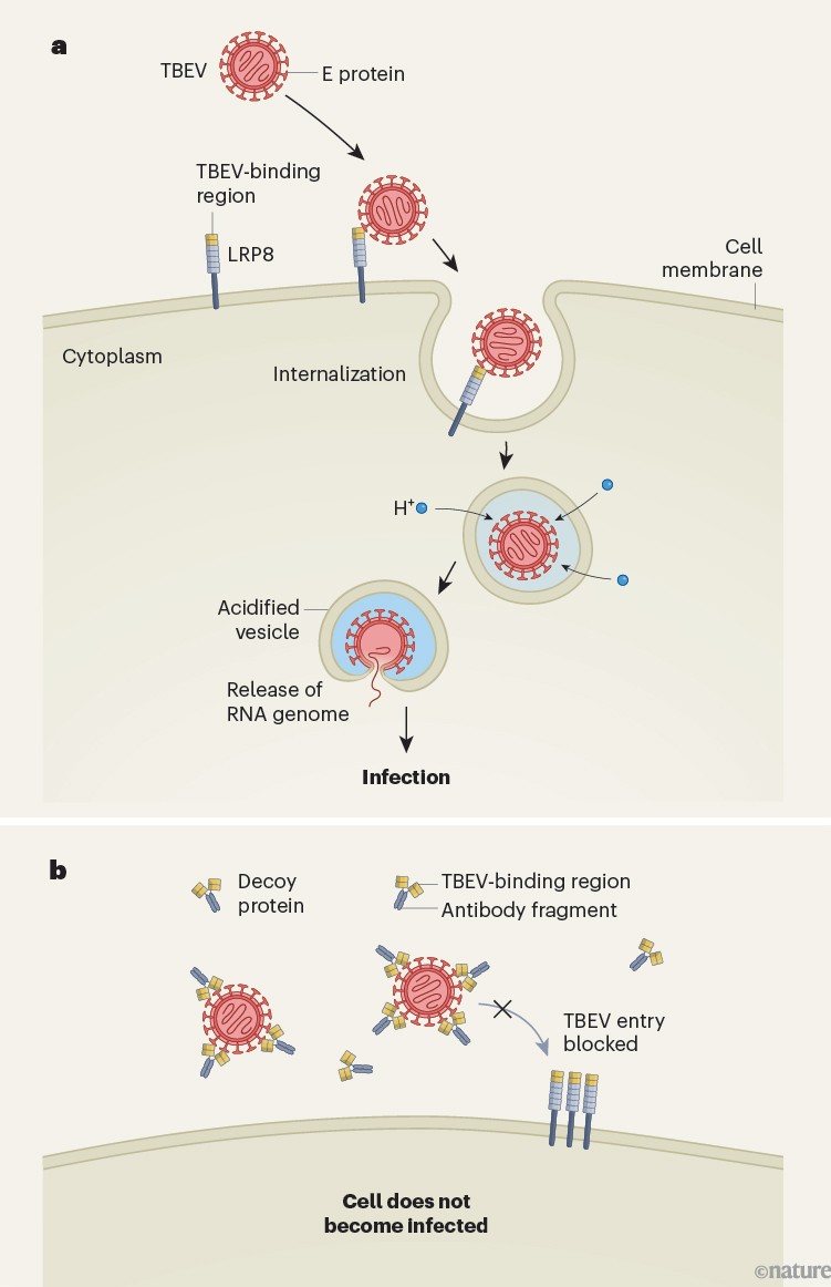 How a tick-borne virus enters human cells