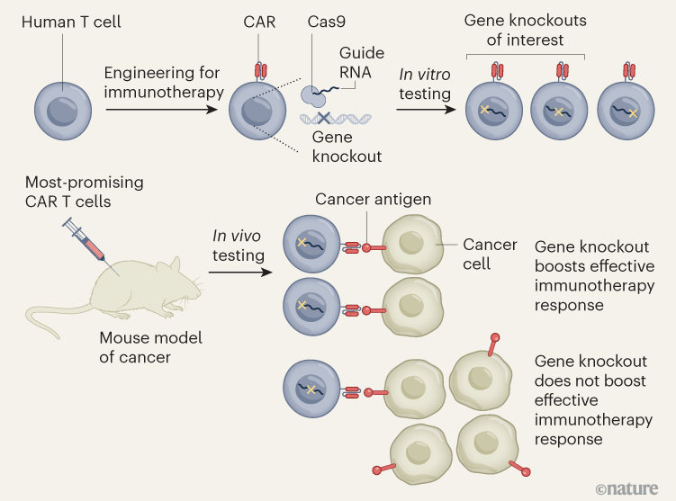 Boosting immune cells to combat cancer using CRISPR engineering and ...