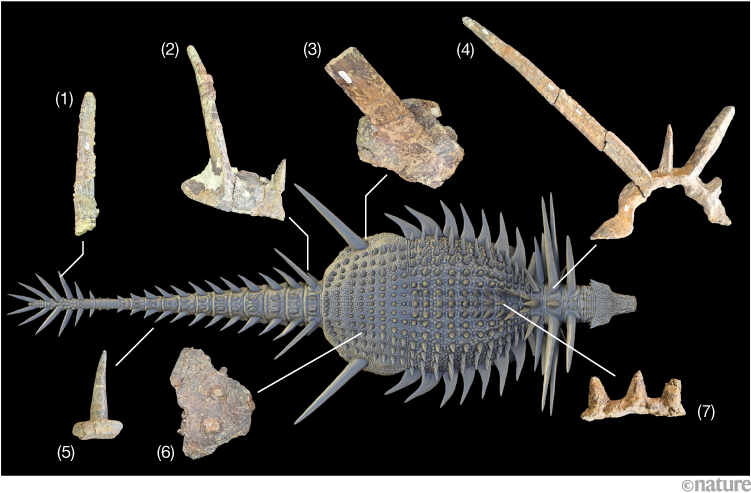 A spiky armoured dinosaur from Africa causes a rethink of ankylosaur ...