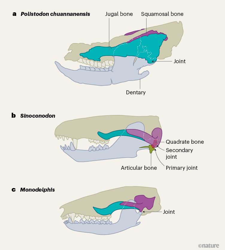 Jazzy jaw joints: evolutionary fine-tuning reveals unexpected bone ...