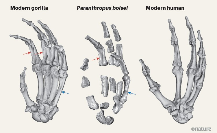 First known fossil hand of the hominin Paranthropus boisei