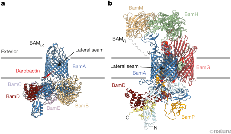 Elaborate machinery for inserting proteins into the outer membrane of ...
