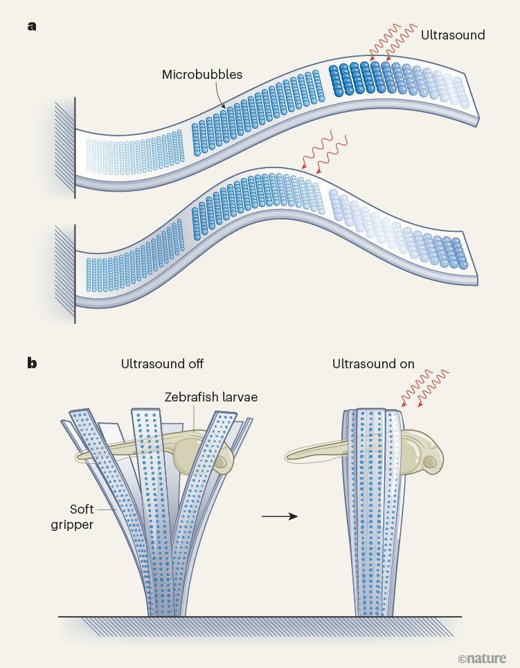 Ultrasound-driven artificial muscles can grasp, flex and swim