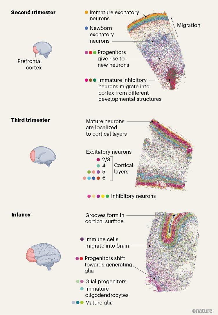 Developmental maps of the brain trace when cell types emerge