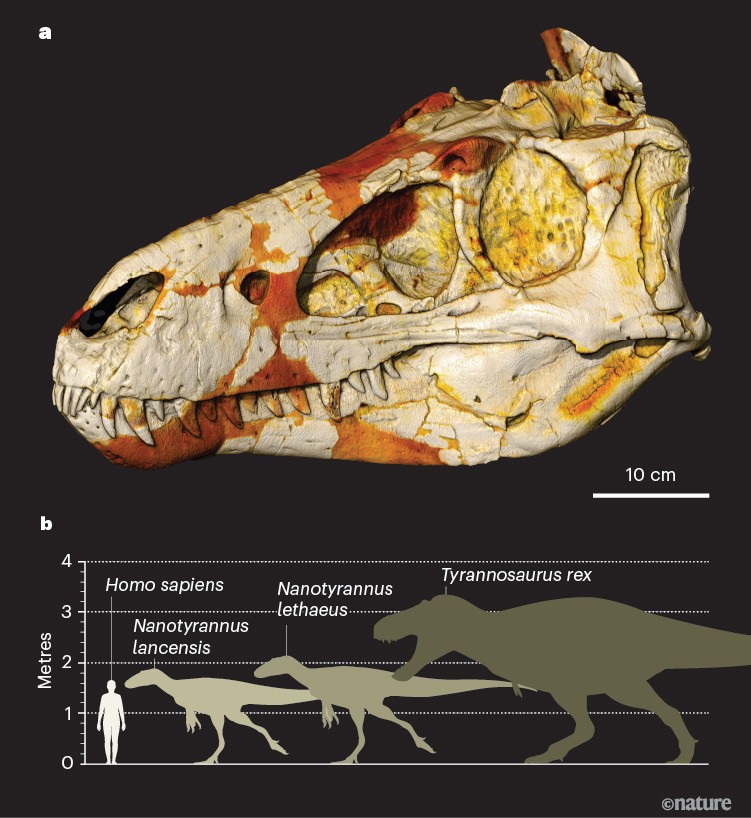 T. rex debate settled: contested fossils are smaller rival species, not ...