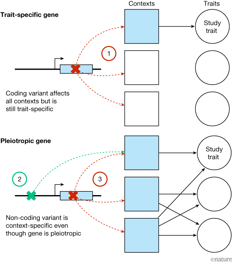 How do genetic association studies rank genes?