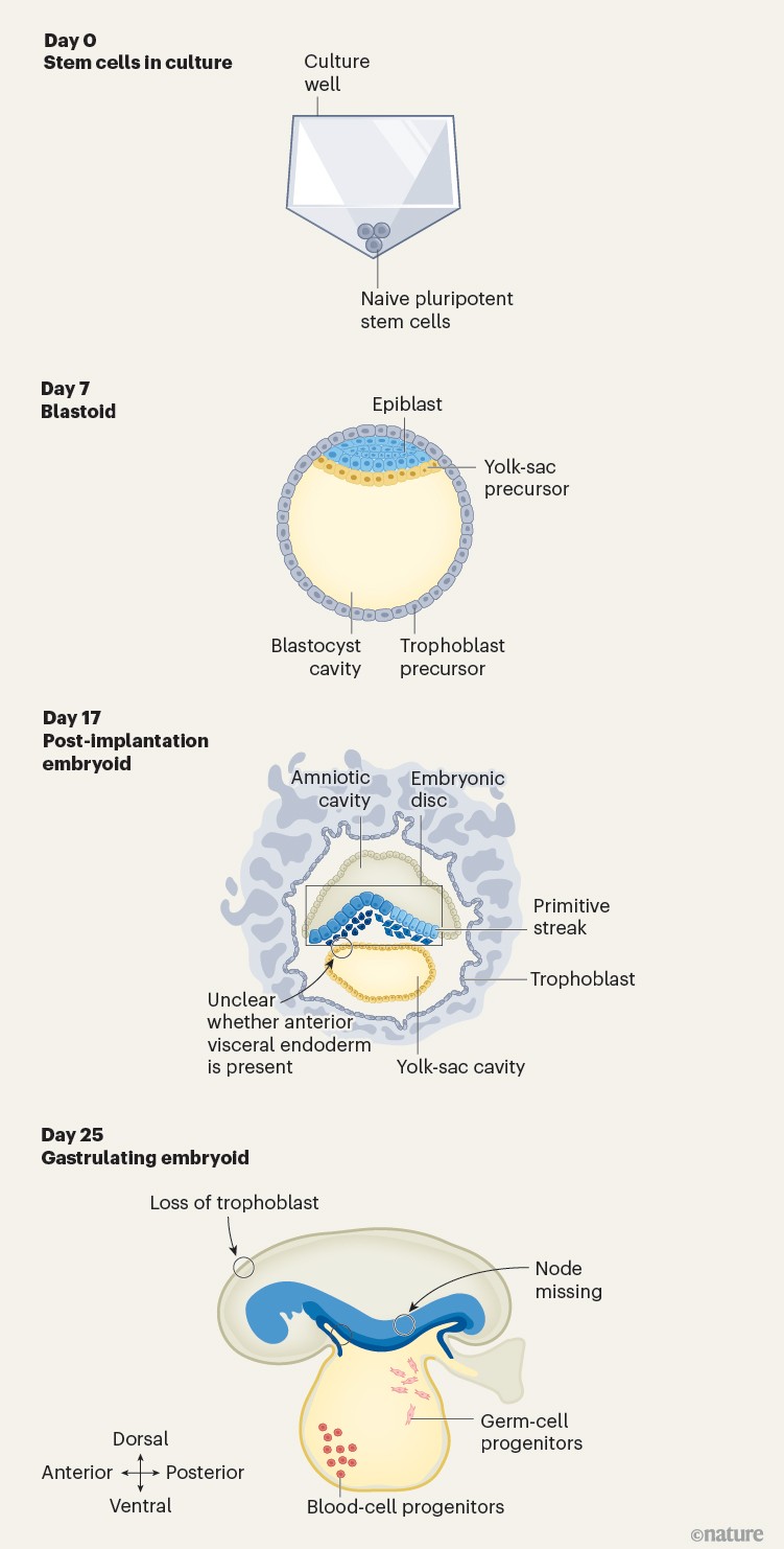 Primate embryo model leaps across developmental boundaries