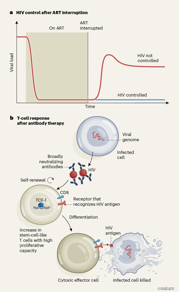 Antibodies and T cells join forces for sustained HIV remission