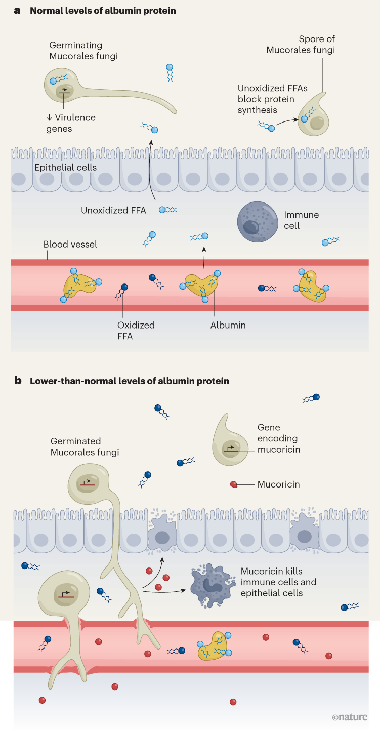 Blood protein thwarts deadly fungal disease