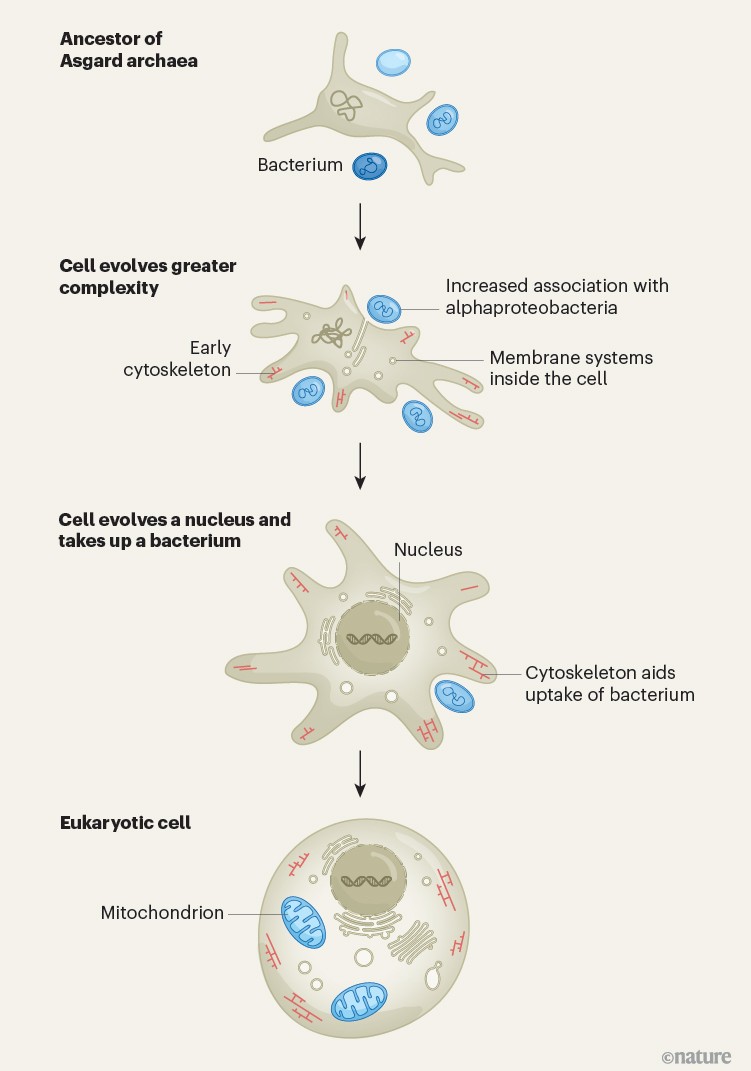Genomic clues to the origin of eukaryotic cells