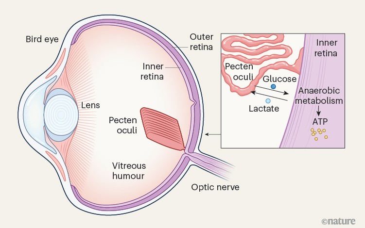 Illuminating how the bird inner retina works without oxygen solves a ...