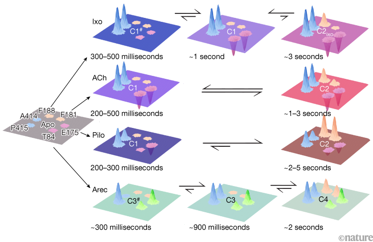 Biosensors characterize the routes taken by receptors to different ...
