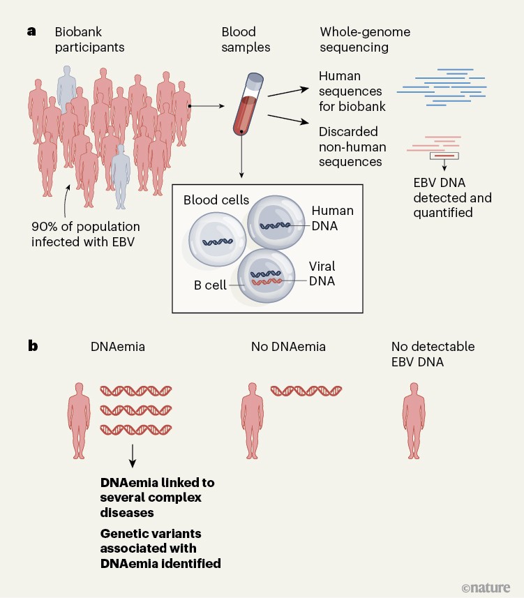 Scraps of viral DNA in biobank samples reveal secrets of Epstein–Barr virus