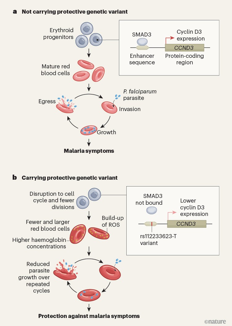 Malaria is hindered by repression of a cell-cycle protein