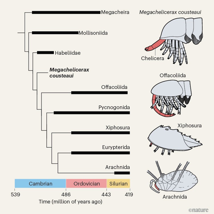 Pincer movement: fossil pushes origins of chelicerate arthropods back ...