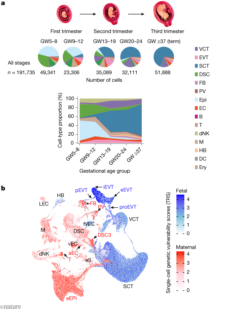 Mapping the maternal–fetal interface through pregnancy in high resolution