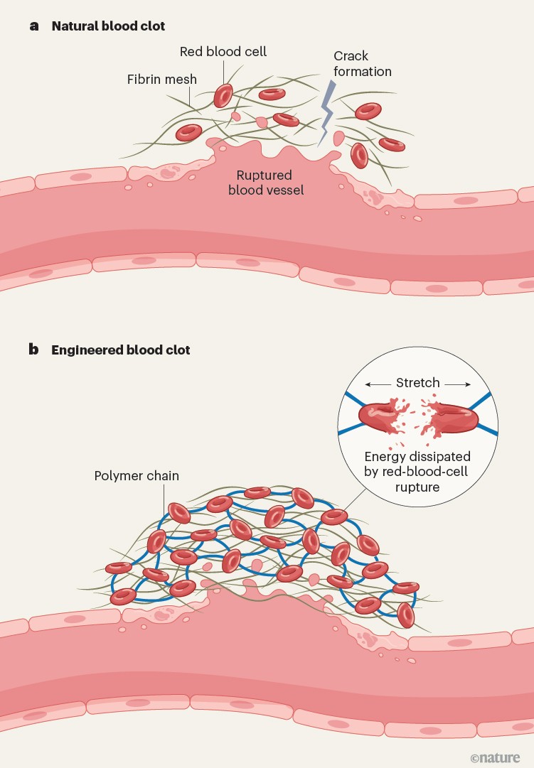Engineered blood clots stop bleeding in seconds