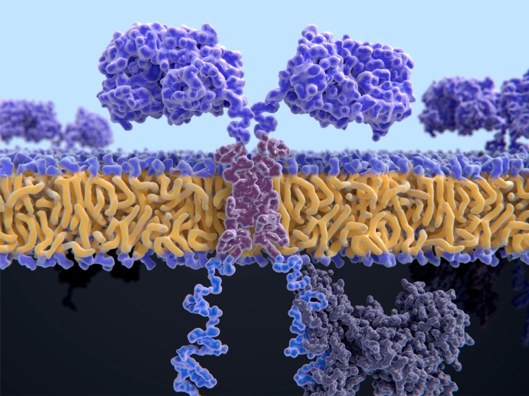 Off-the-shelf, gene-edited CAR-T cells forge ahead, despite safety scare