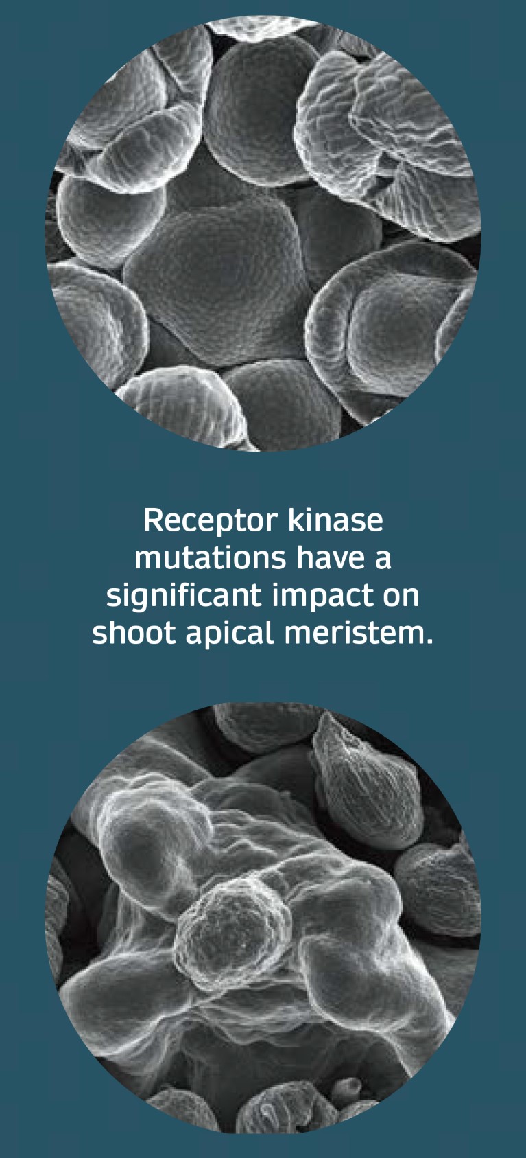 Signals of success for plant survival