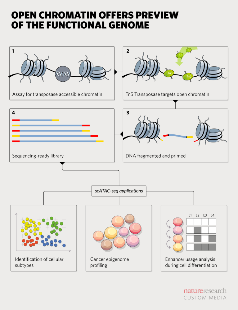 Previewing the functional genome with ATAC-Seq and NGS
