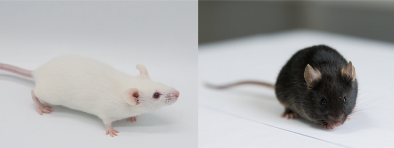 Rapid and accurate models for human disease studies