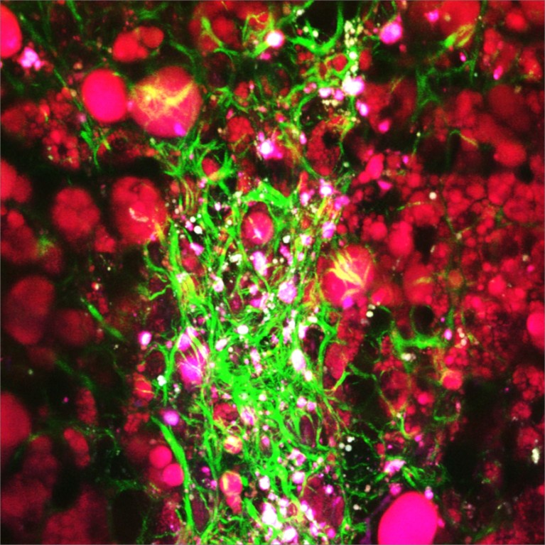 Live video imaging at the cellular level made easier